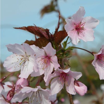 Prima Prunus kurilensis Ruby C4,5