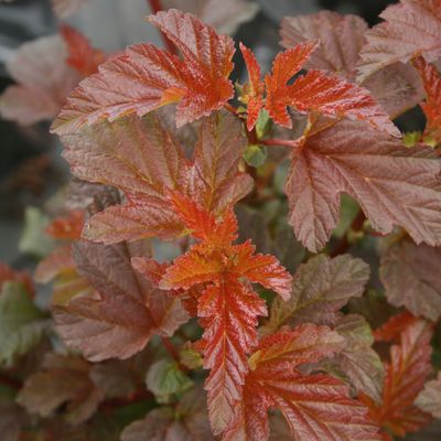 Prima Physocar. opuli. Lady in Red C4,5