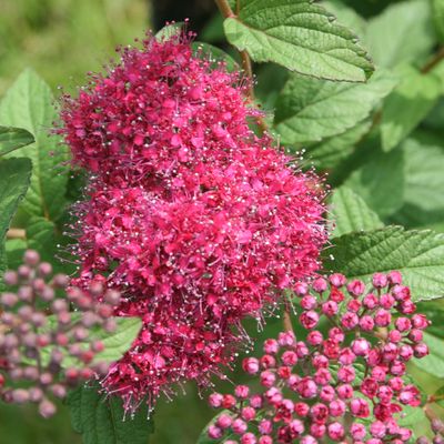Prima Spiraea japonica Superstar C2,8