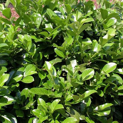 Prima Prunus lauroc.Novita C2,8